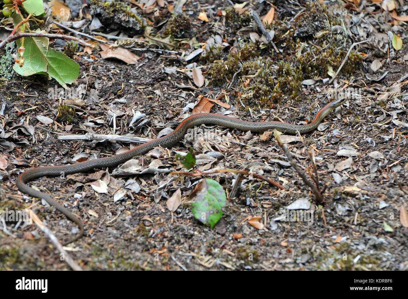 Northwestern Garter Snake Oregon Stock Photo - Alamy