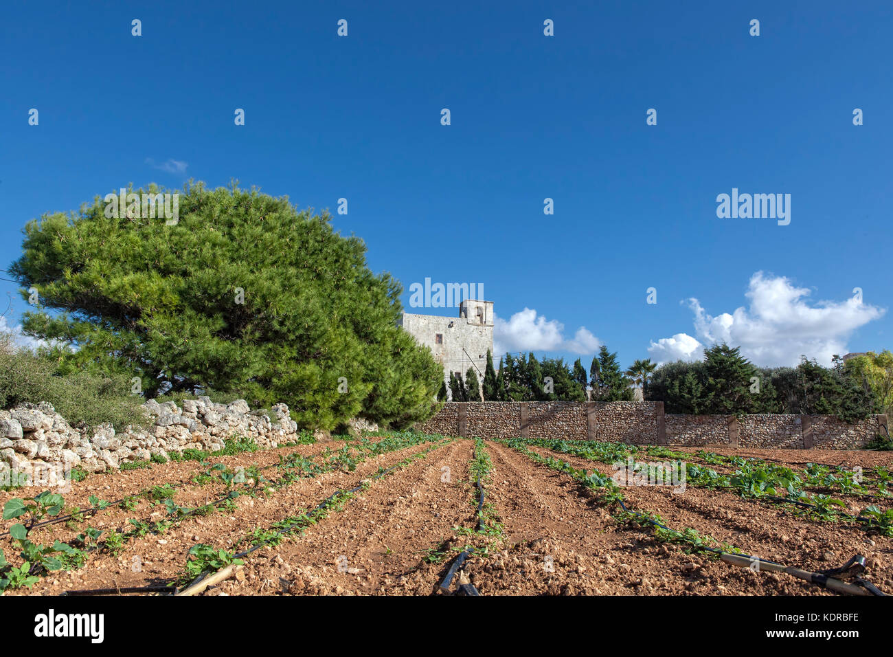 Typical agricultural landscape in Malta, with beautiful rich red soil ...