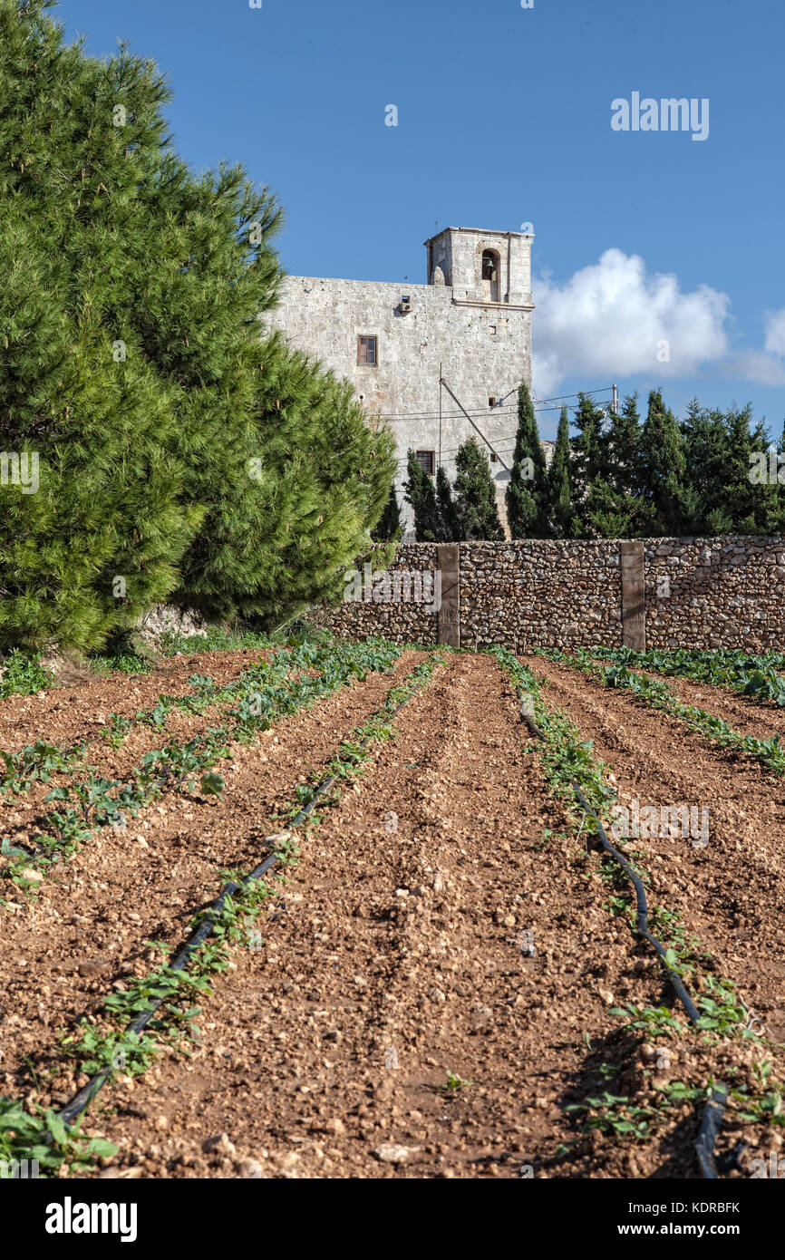Typical agricultural landscape in Malta, with beautiful rich red soil ...