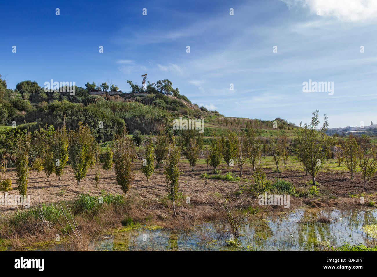 Typical agricultural landscape in Malta, with beautiful rich red soil ...