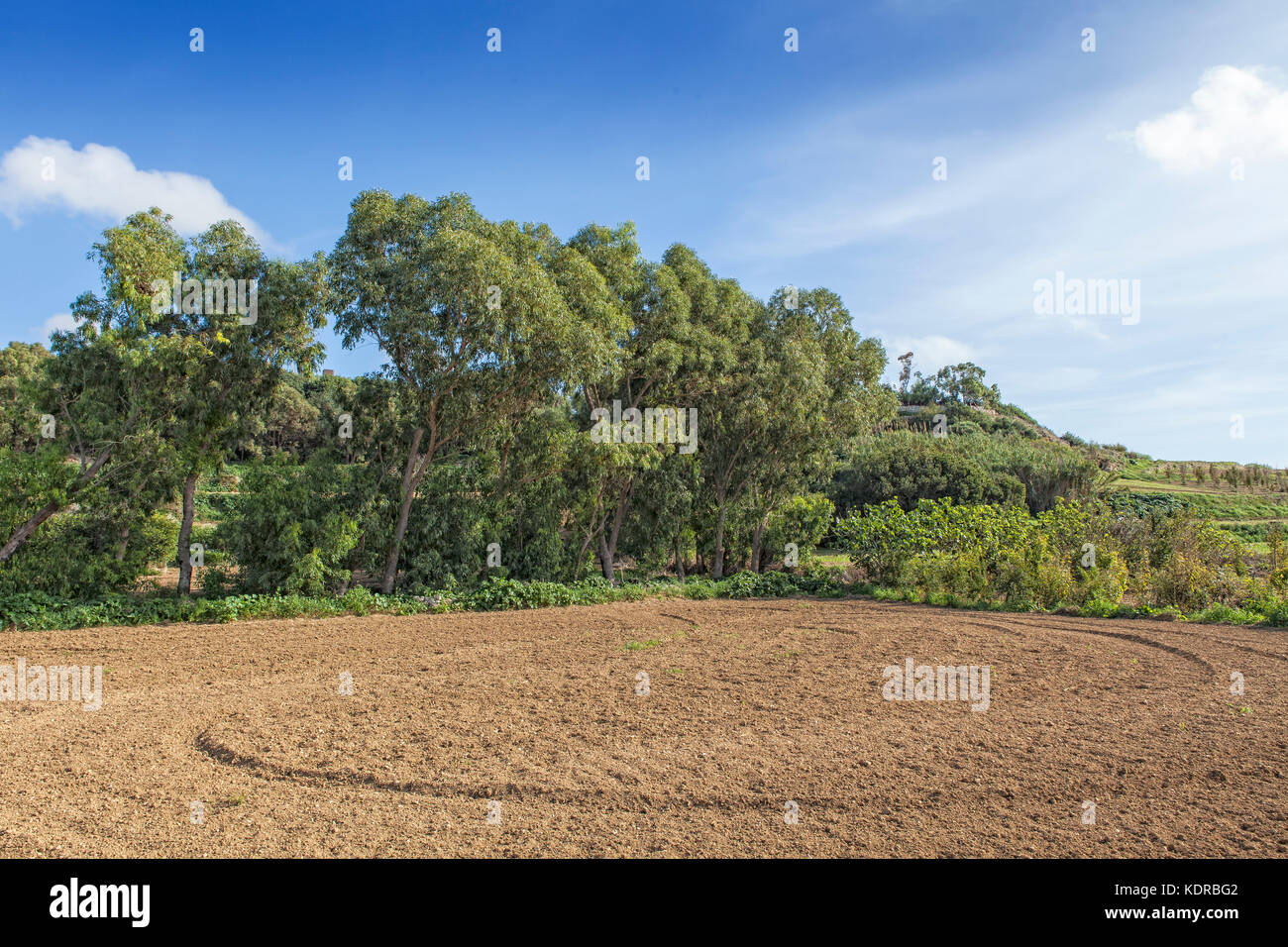 Typical agricultural landscape in Malta, with beautiful rich red soil ...