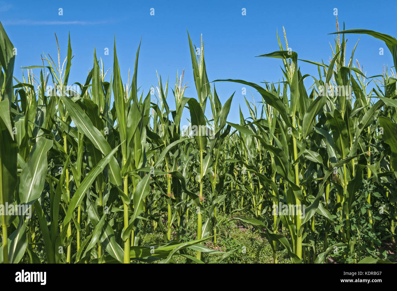 Corn Maize field blue sky background Stock Photo - Alamy