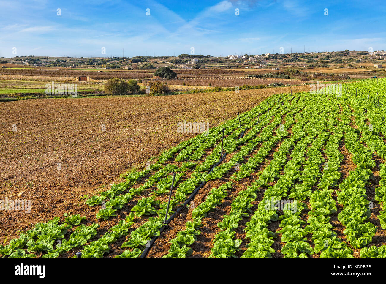Typical agricultural landscape in Malta, with beautiful rich red soil ...