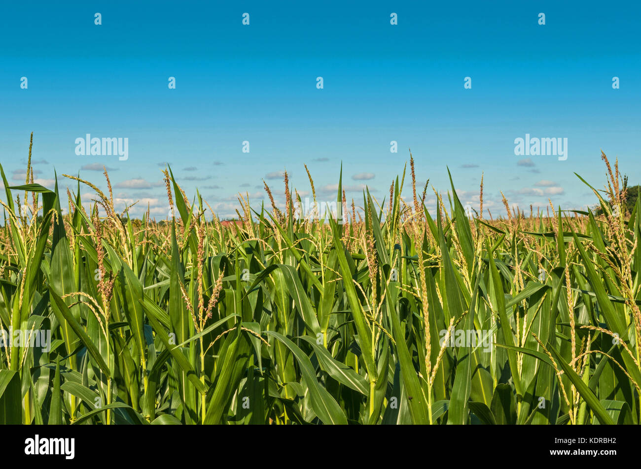 Corn Maize field blue sky background Stock Photo - Alamy