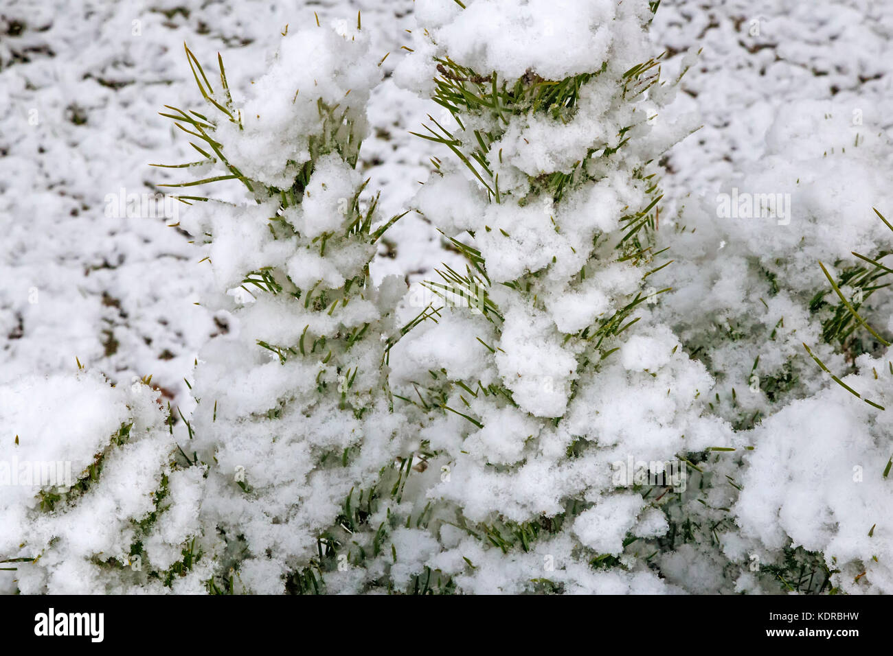 Fir-tree branches covered with fluffy white snow. Reference picture ...