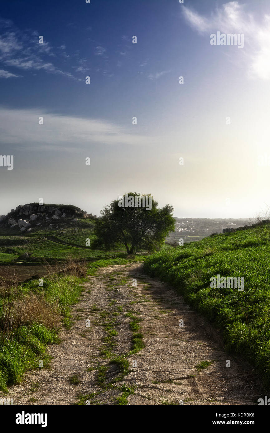 Pathway in Malta's countryside leading to a lone tree, with Bronze Age ...