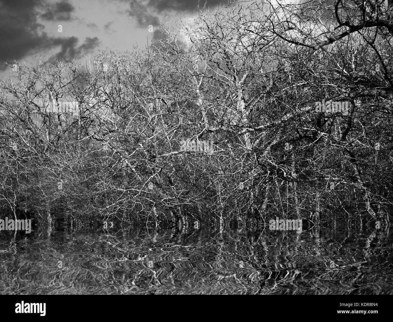Monochrome shot in HDR of barren winter trees in water Stock Photo - Alamy