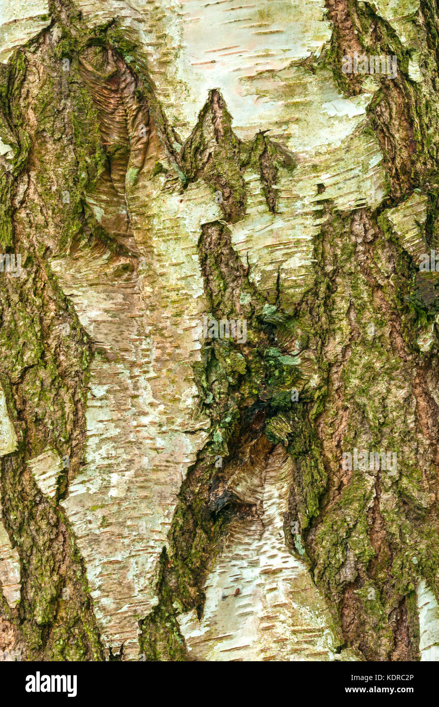 Tree Bark Close up Background Stock Photo - Alamy