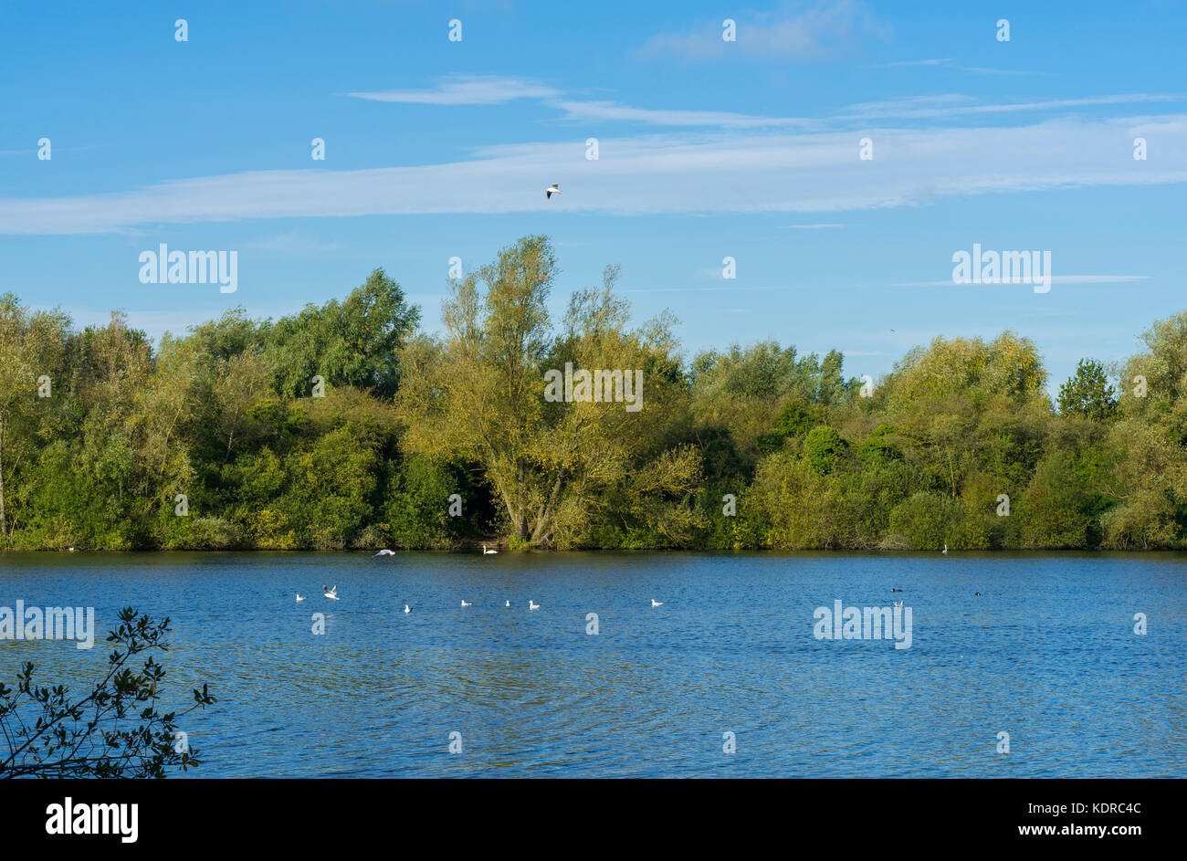 Lake view with trees Stock Photo - Alamy