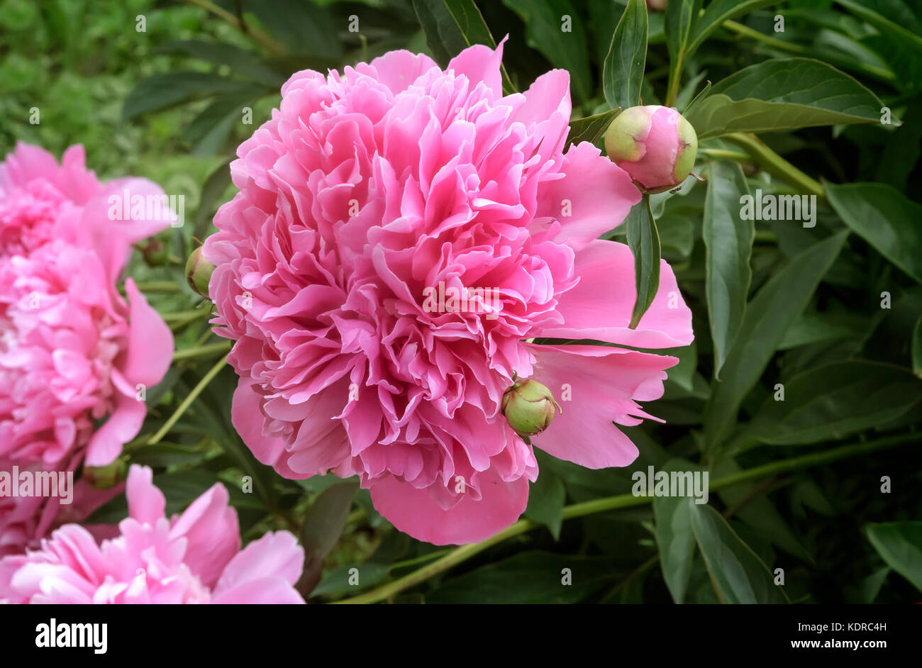 The beautiful pink large peony blossoming in a garden, is photographed ...