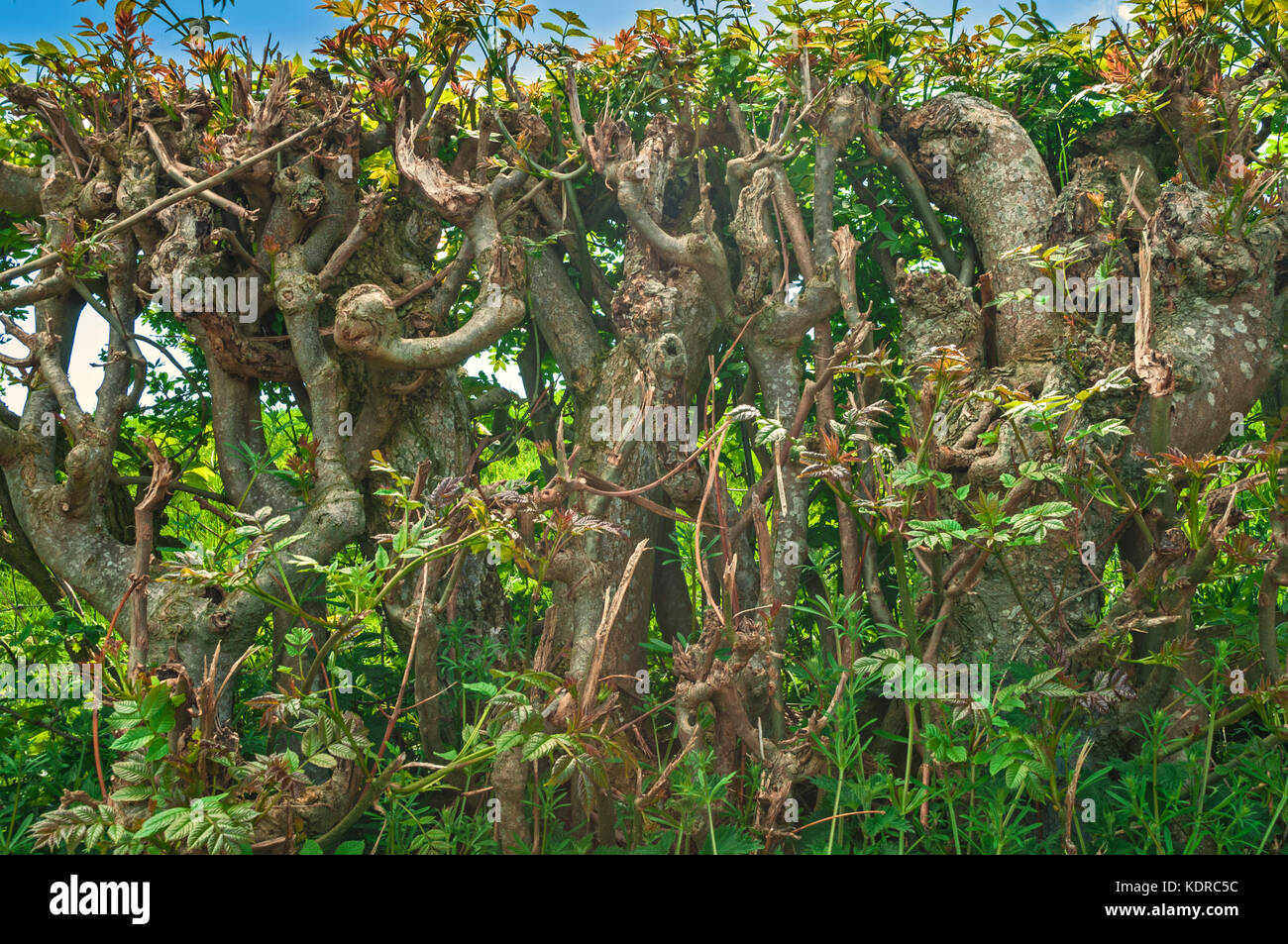 Twisted Entwined Hedgerow, Trees, close up Stock Photo - Alamy