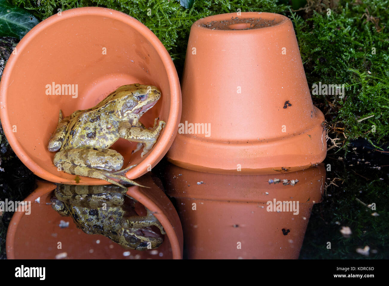 A common frog in autumn Stock Photo - Alamy