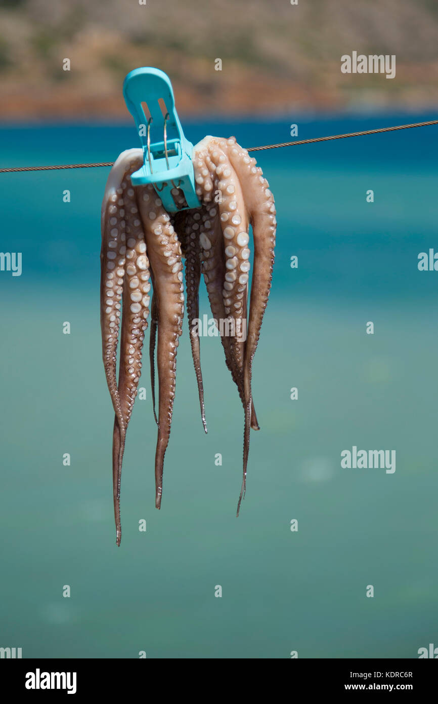 Famous octopus hi-res stock photography and images - Alamy
