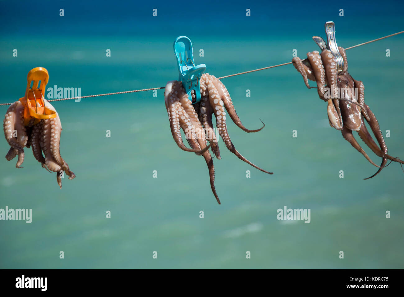 Famous octopus hi-res stock photography and images - Alamy