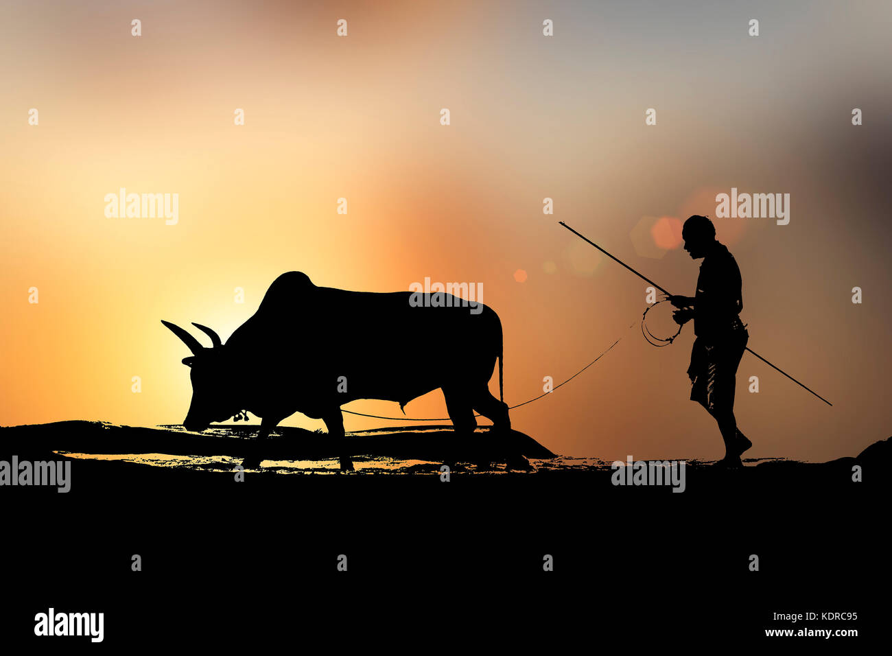 Cow fighters and cowboys Walk out every day to keep the cattle healthy ...