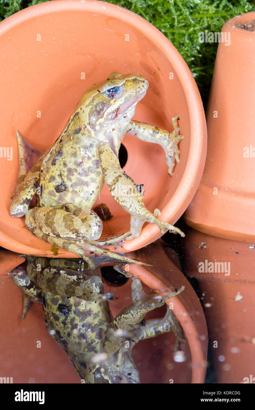 A common frog in autumn Stock Photo - Alamy