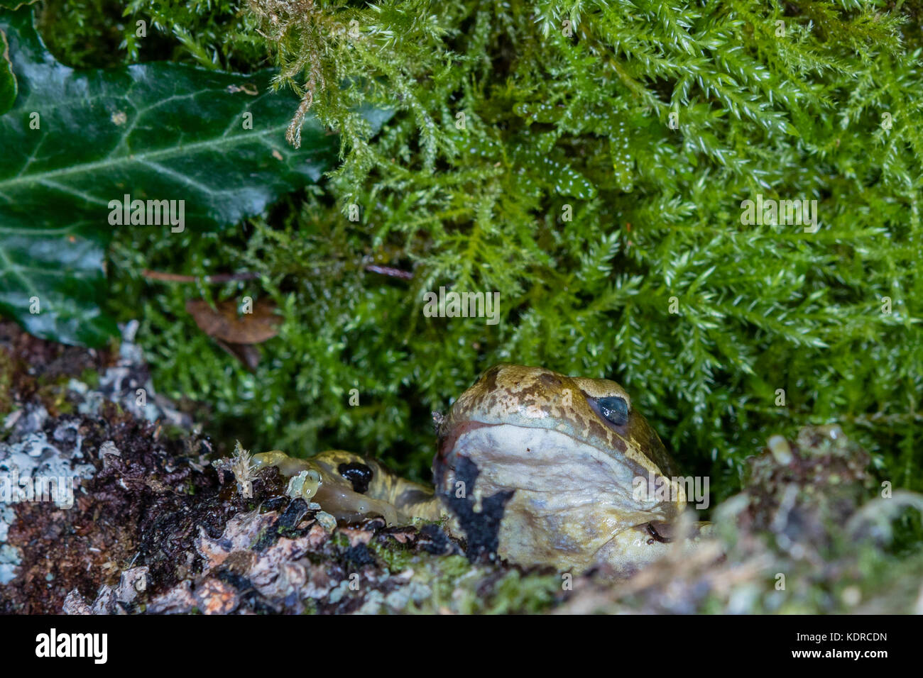 A common frog in autumn Stock Photo - Alamy