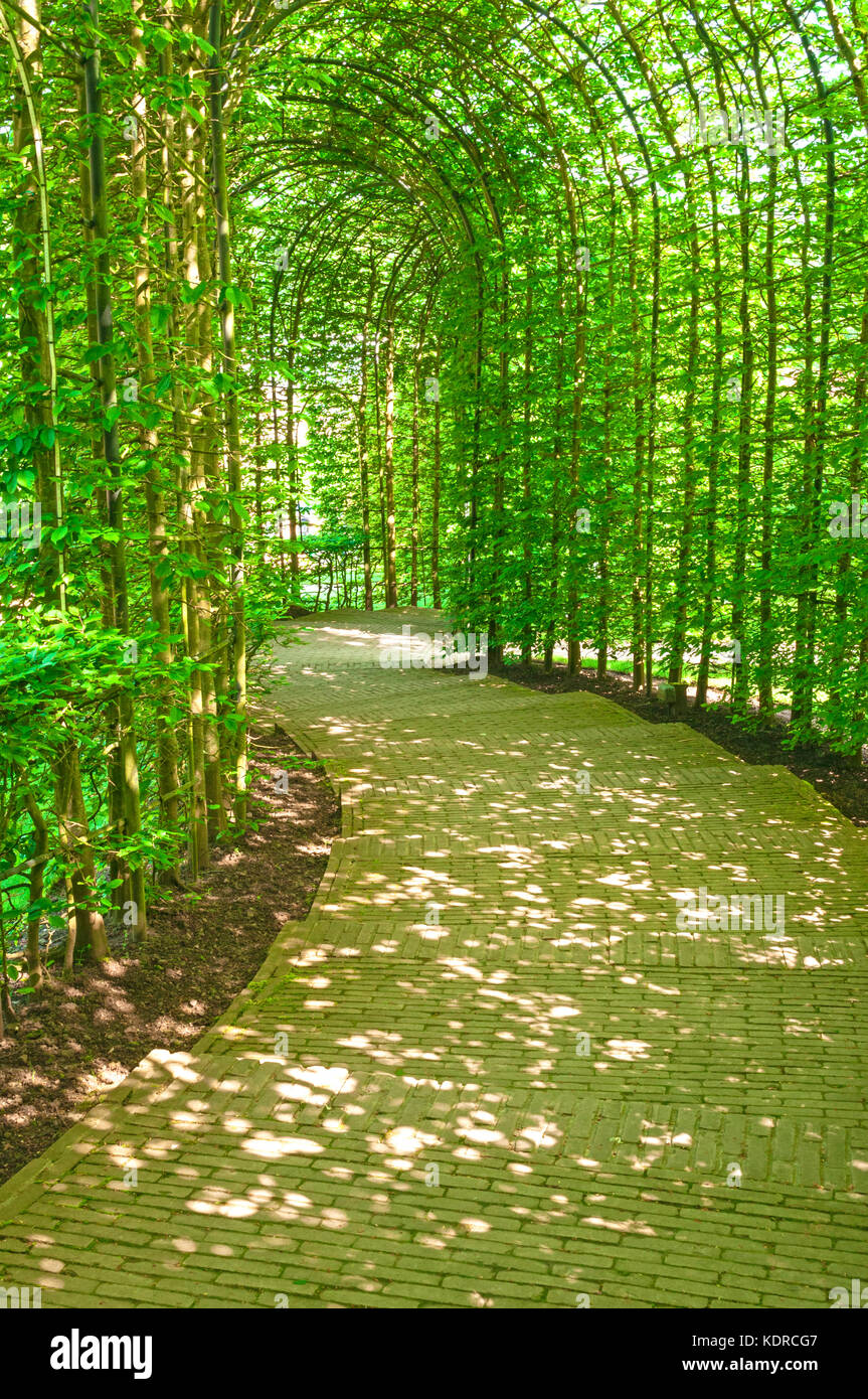 Tree arched enclosed sunlit pathway Stock Photo - Alamy
