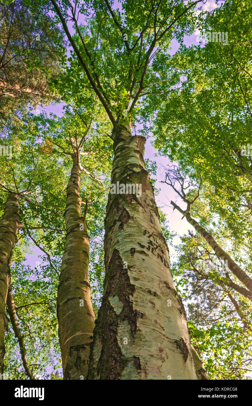 Tall Tree Forest Canopy Stock Photo - Alamy