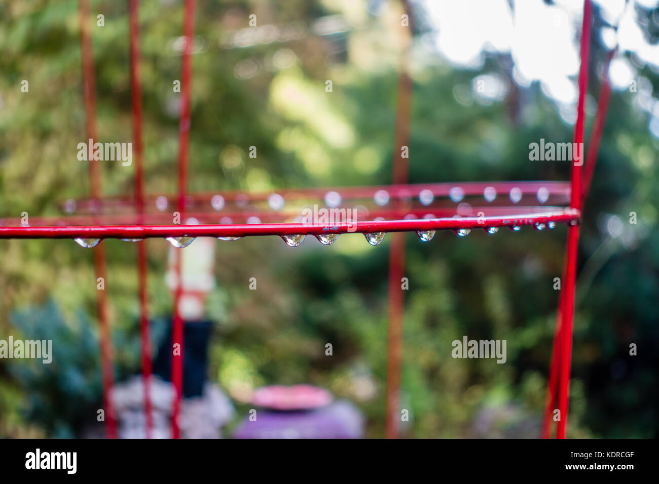 A closeup shot of raindrops hanging on a red plant cage Stock Photo - Alamy