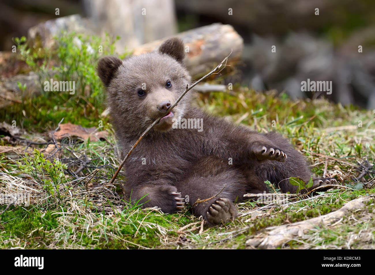 Wild brown bear cub close-up Stock Photo - Alamy