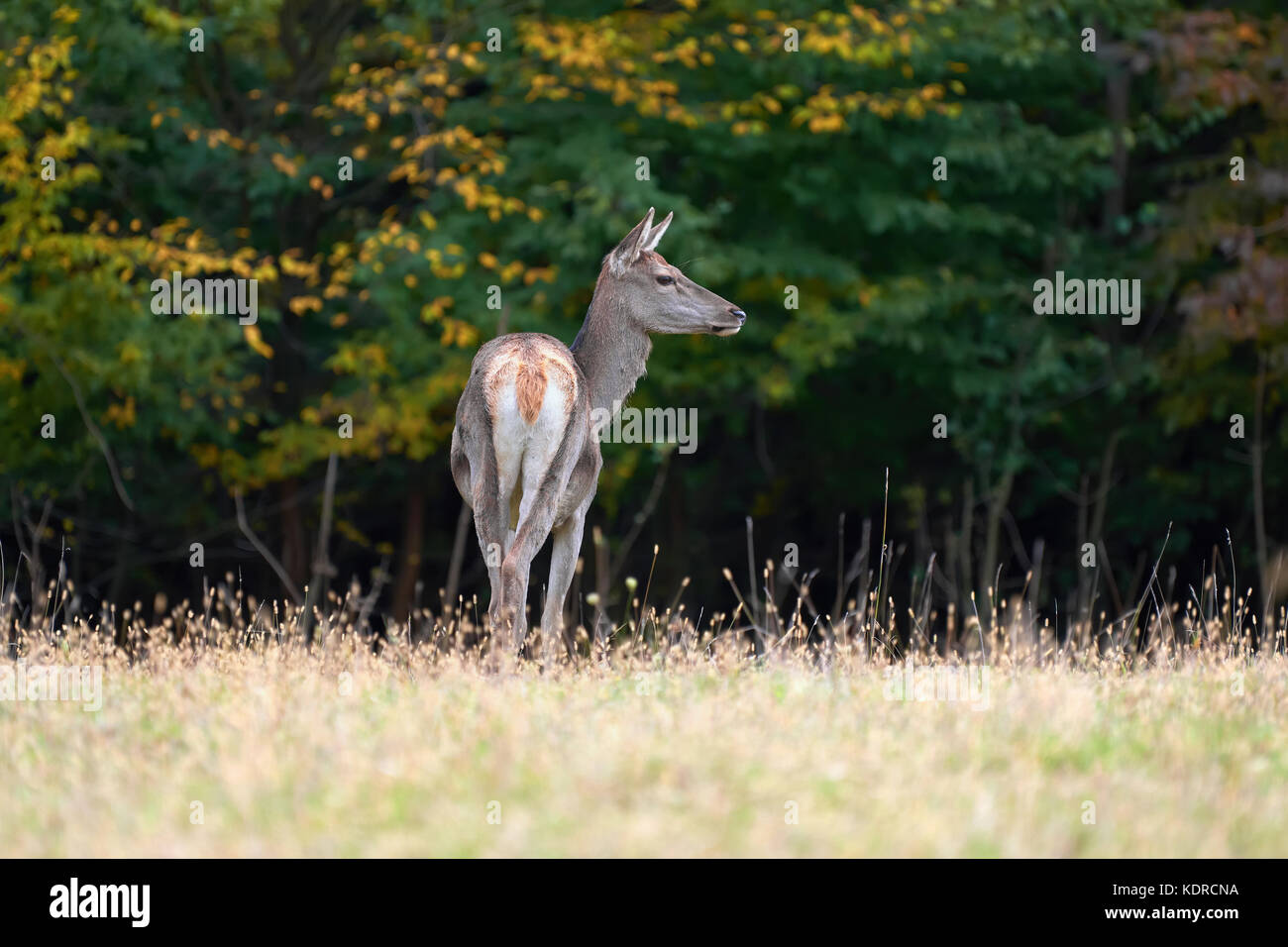 Deer Hunter High Resolution Stock Photography and Images - Alamy