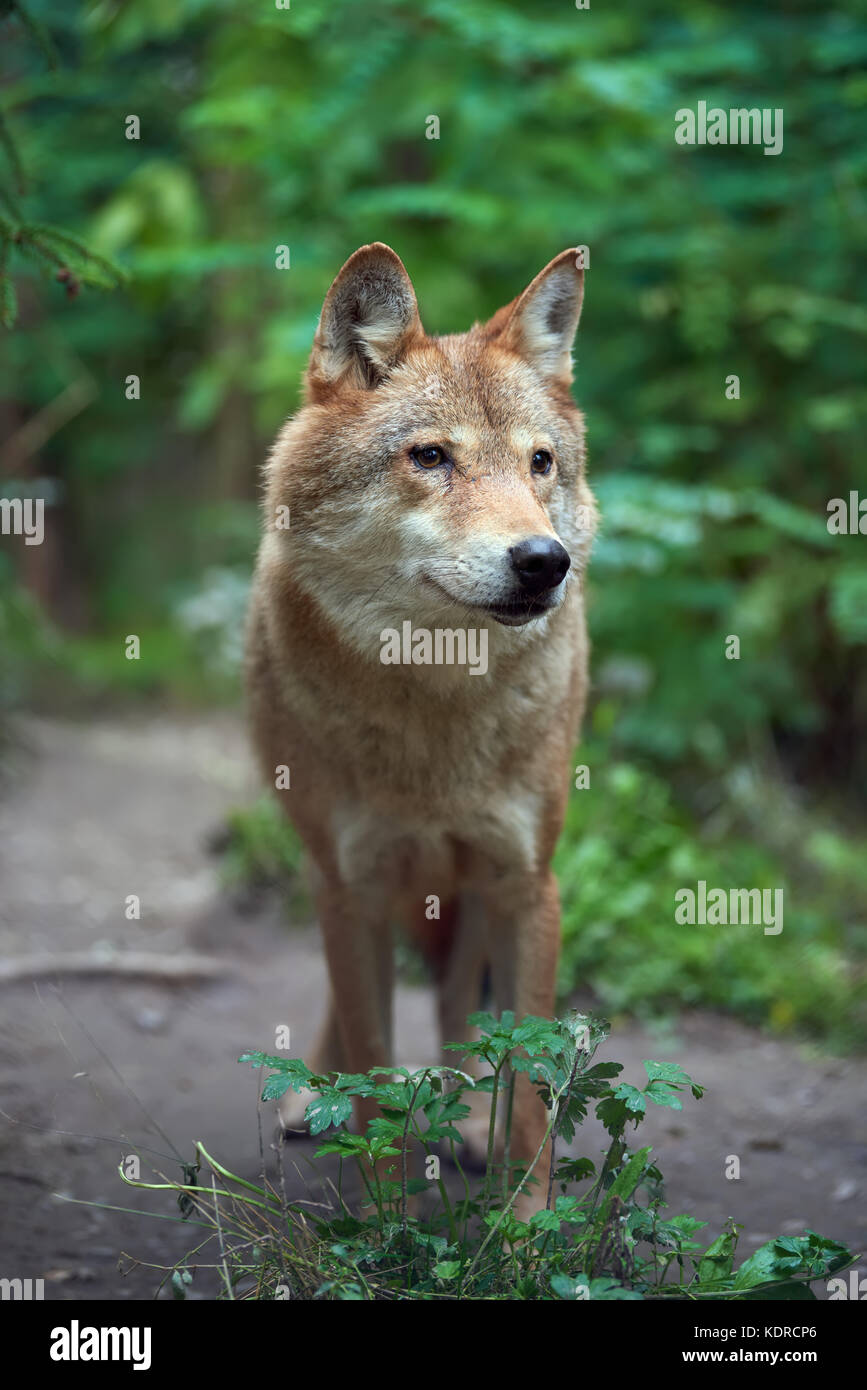 Timber wolf hunting in the forest Stock Photo - Alamy