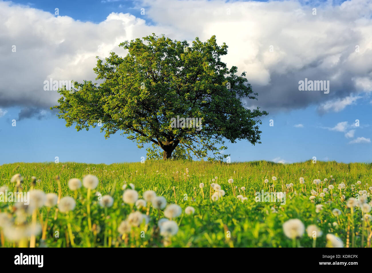 Summer landscape with nobody big tree Stock Photo - Alamy
