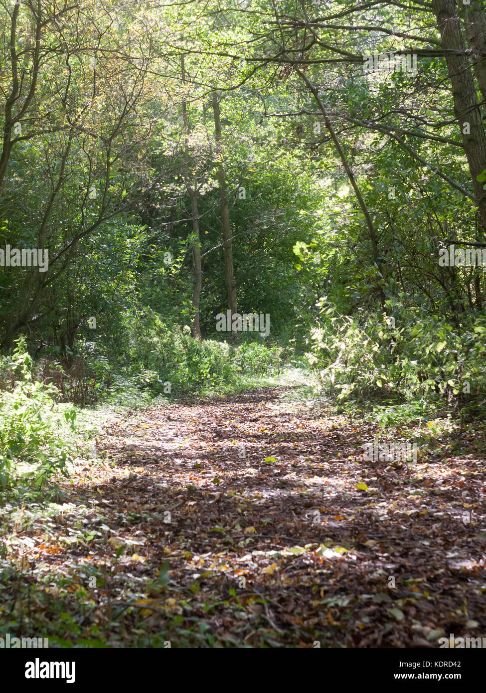 beautiful country pathway with light green leaves autumn ; Essex ...