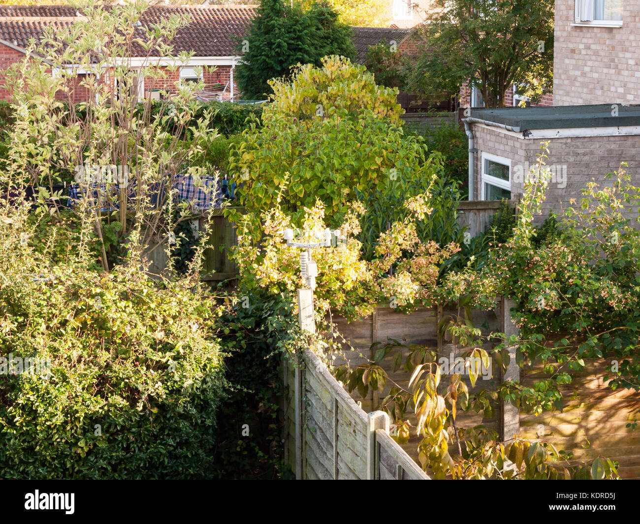 backyard scene with fence green trees garden; Essex; England; UK Stock ...