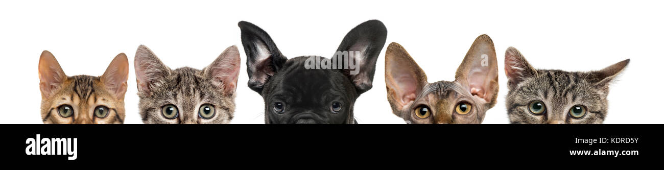 Close-up of upper heads of cats and dog, isolated on white Stock Photo ...