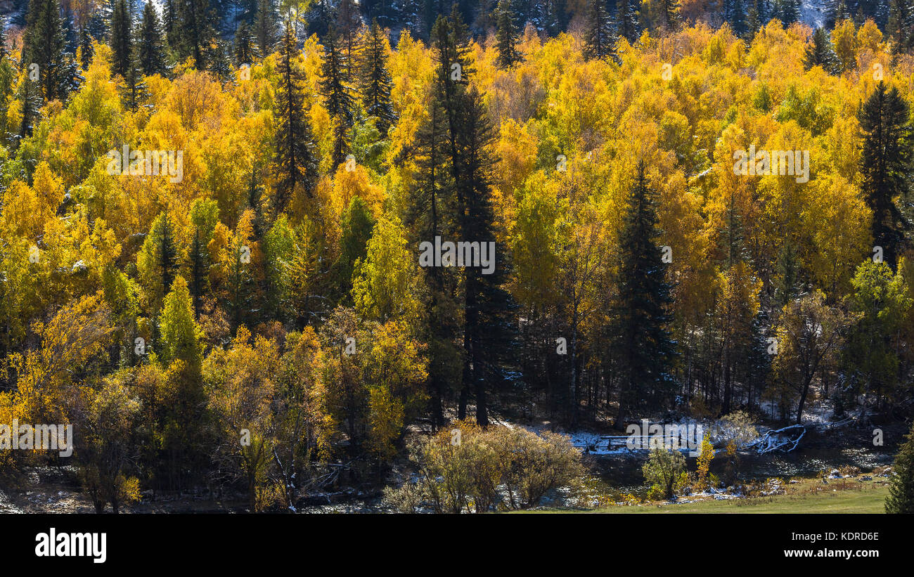 Autumn yellow forest in the Altay Mountains, Russia Stock Photo - Alamy