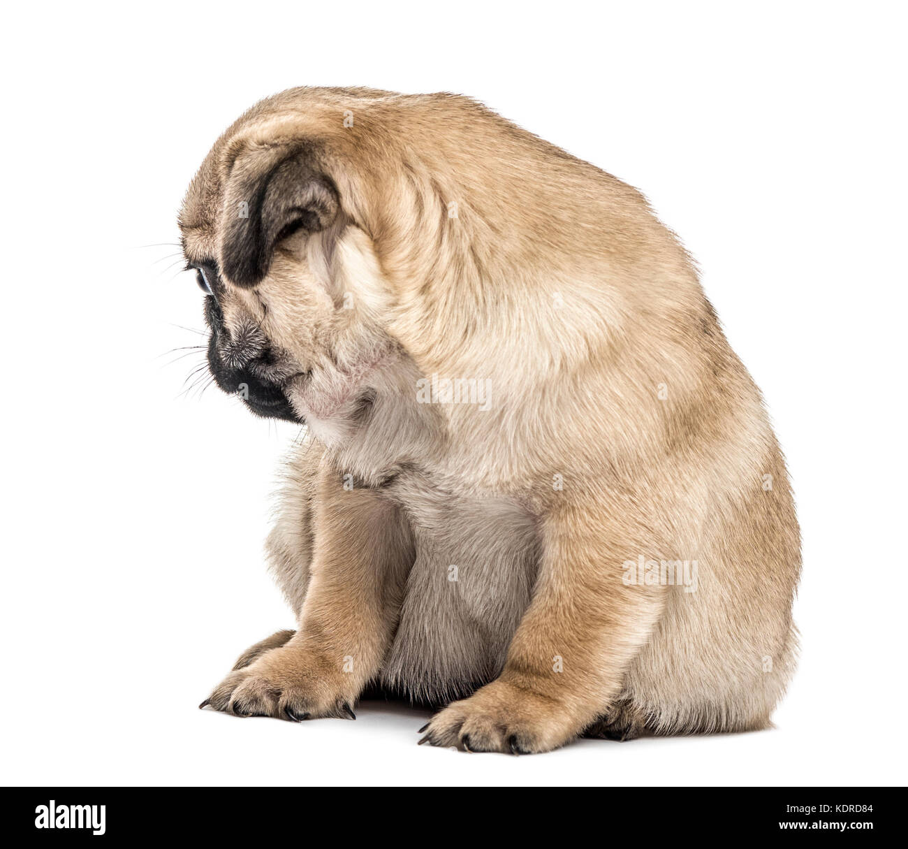 Dog Looking Backwards