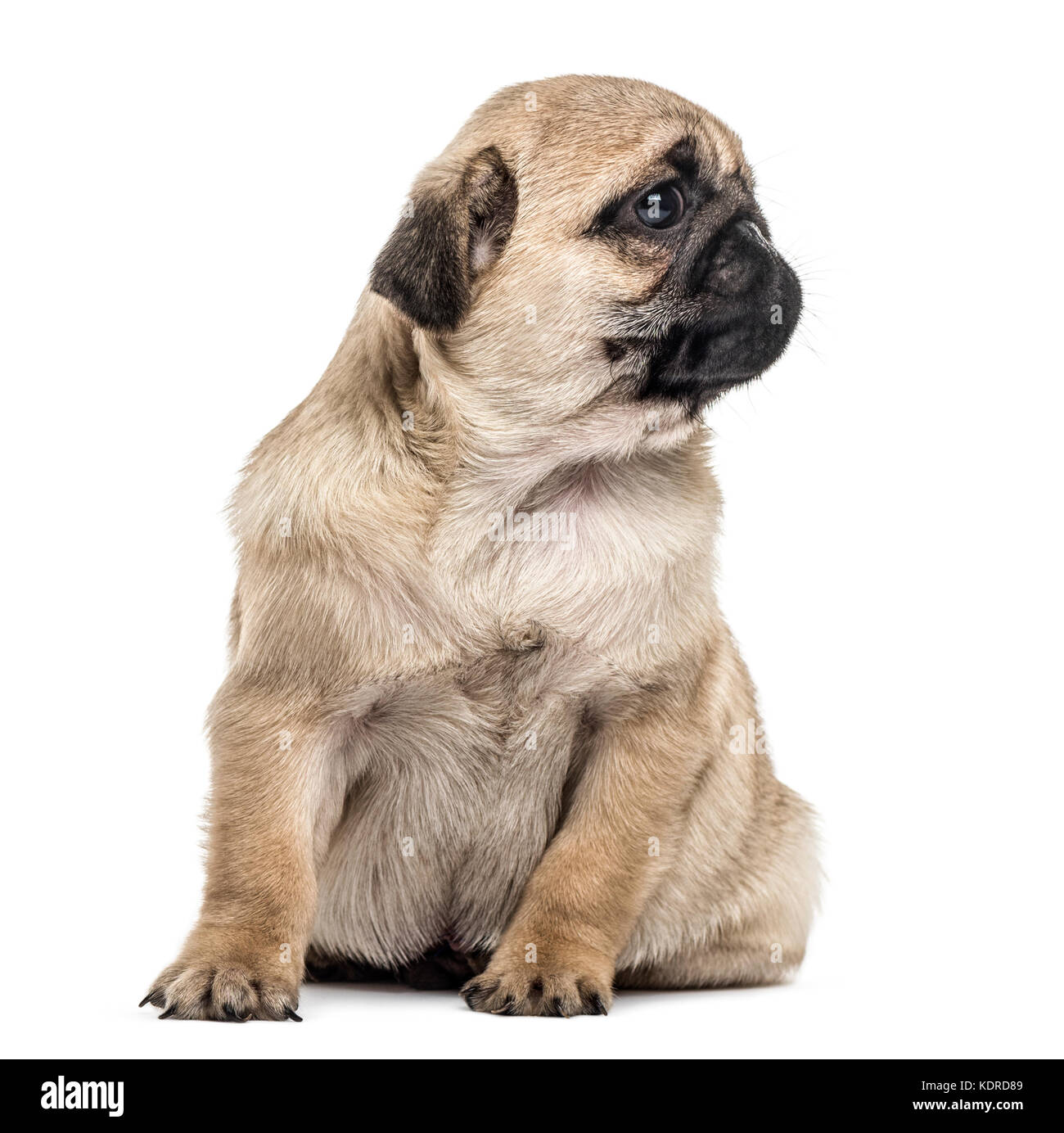 Sitting black pug Cut Out Stock Images & Pictures - Alamy
