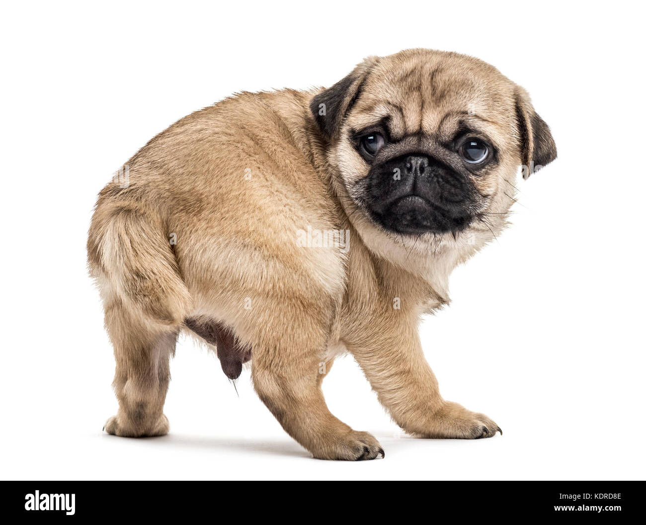 Pug puppy standing, looking backwards, isolated on white Stock Photo ...