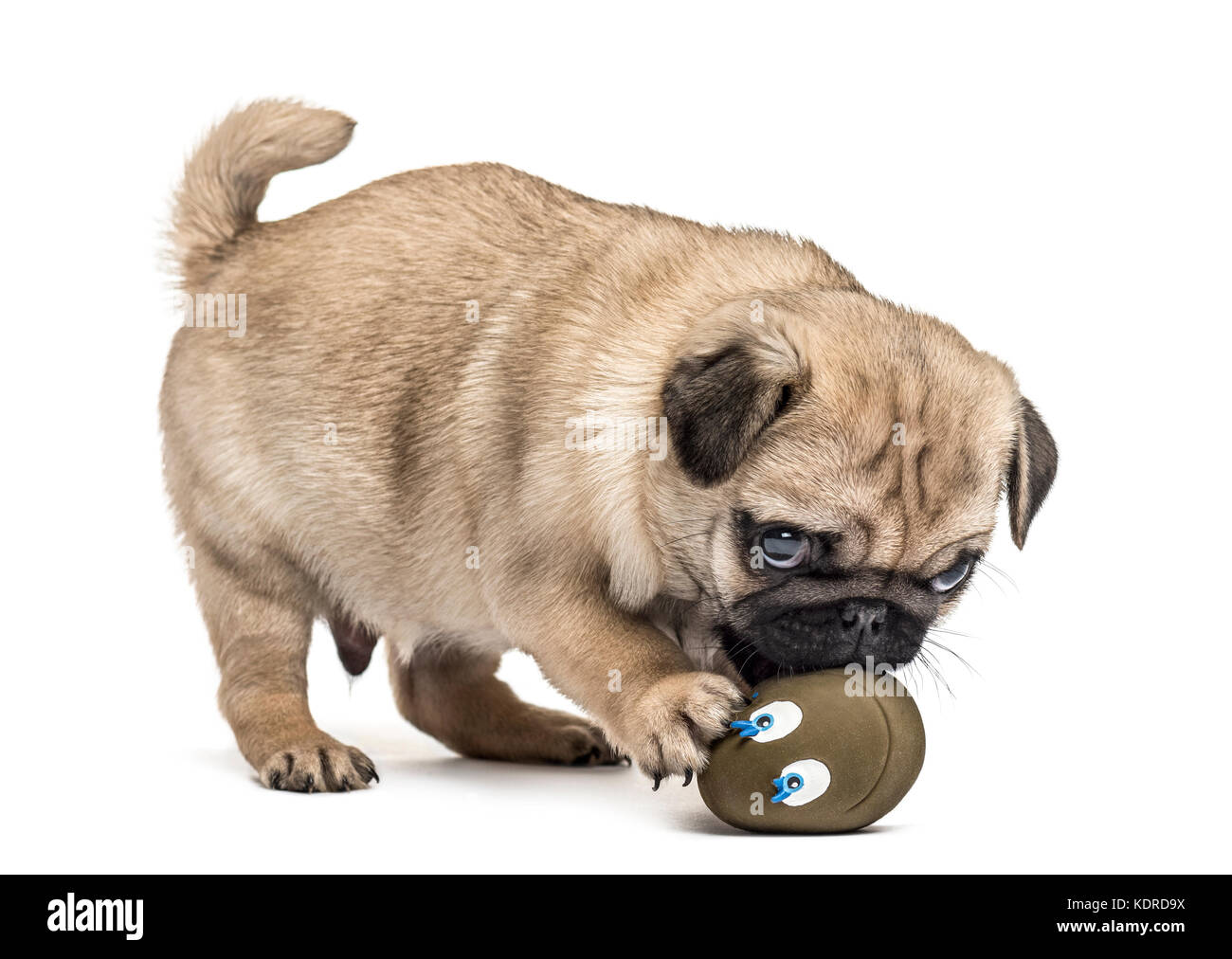 Bulldog playing ball hi-res stock photography and images - Alamy