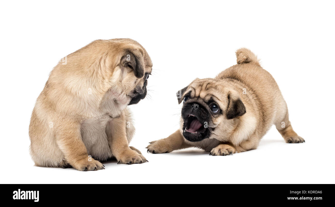Pug puppies playing together, isolated on white Stock Photo - Alamy