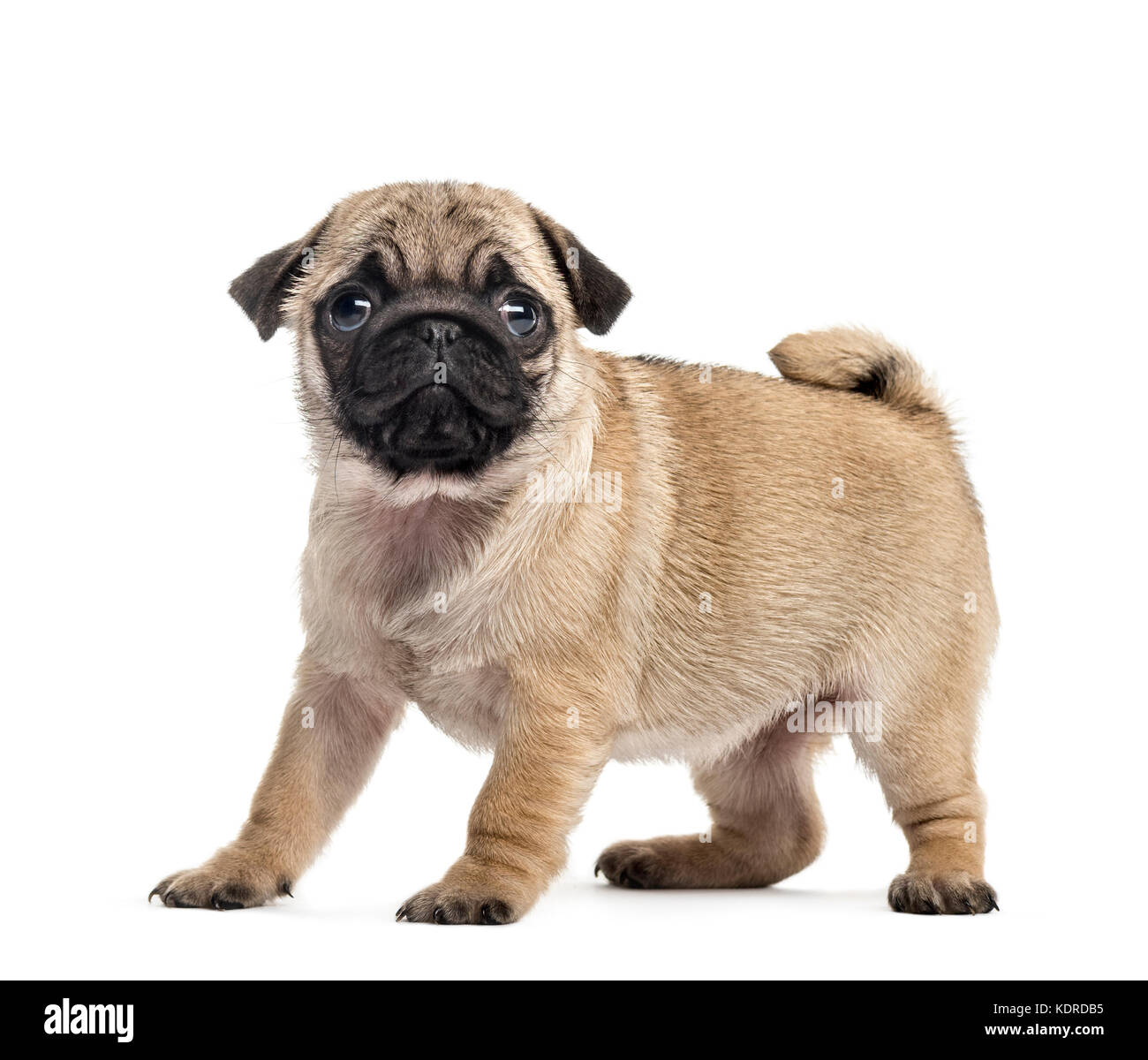 Pug puppy standing, isolated on white Stock Photo - Alamy