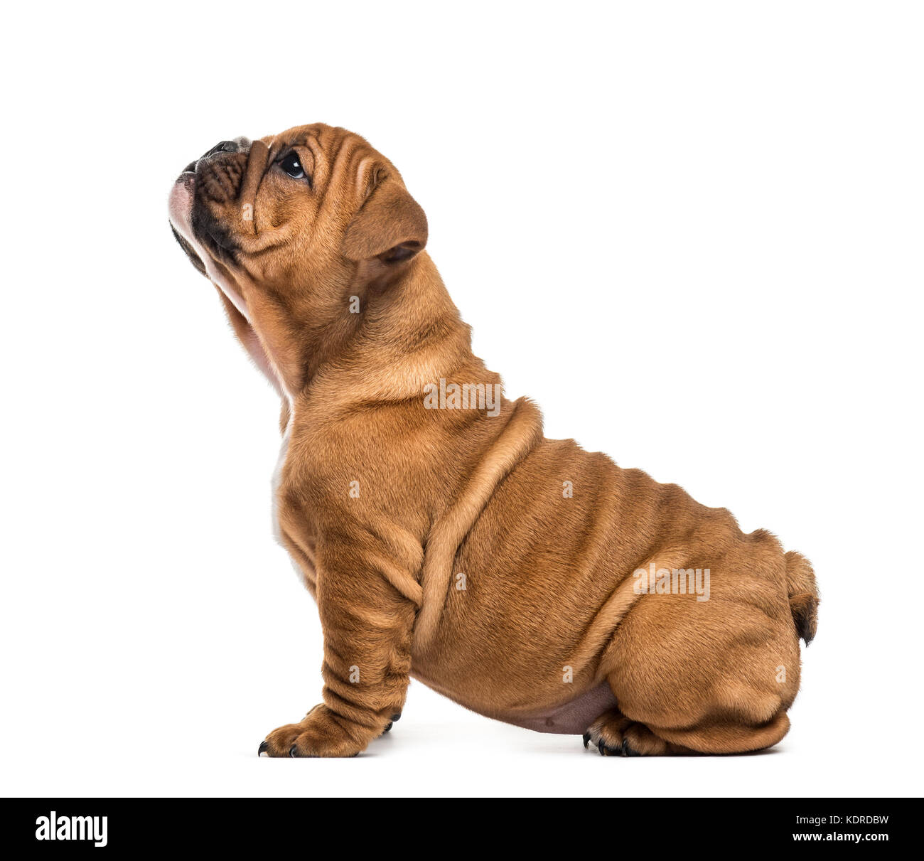 Side view of bulldog hi-res stock photography and images - Alamy