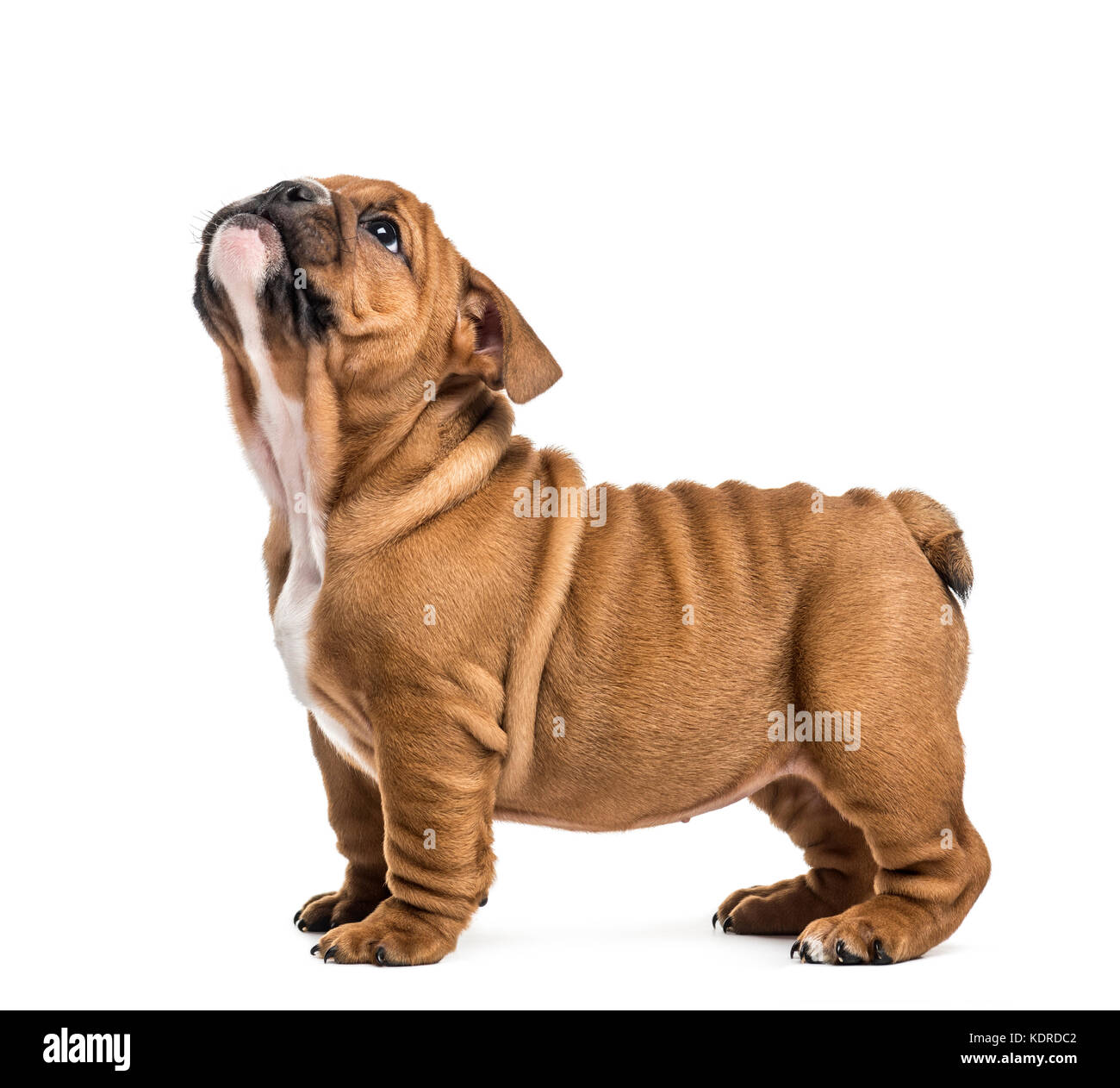 English bulldog puppy looking up, isolated on white Stock Photo - Alamy