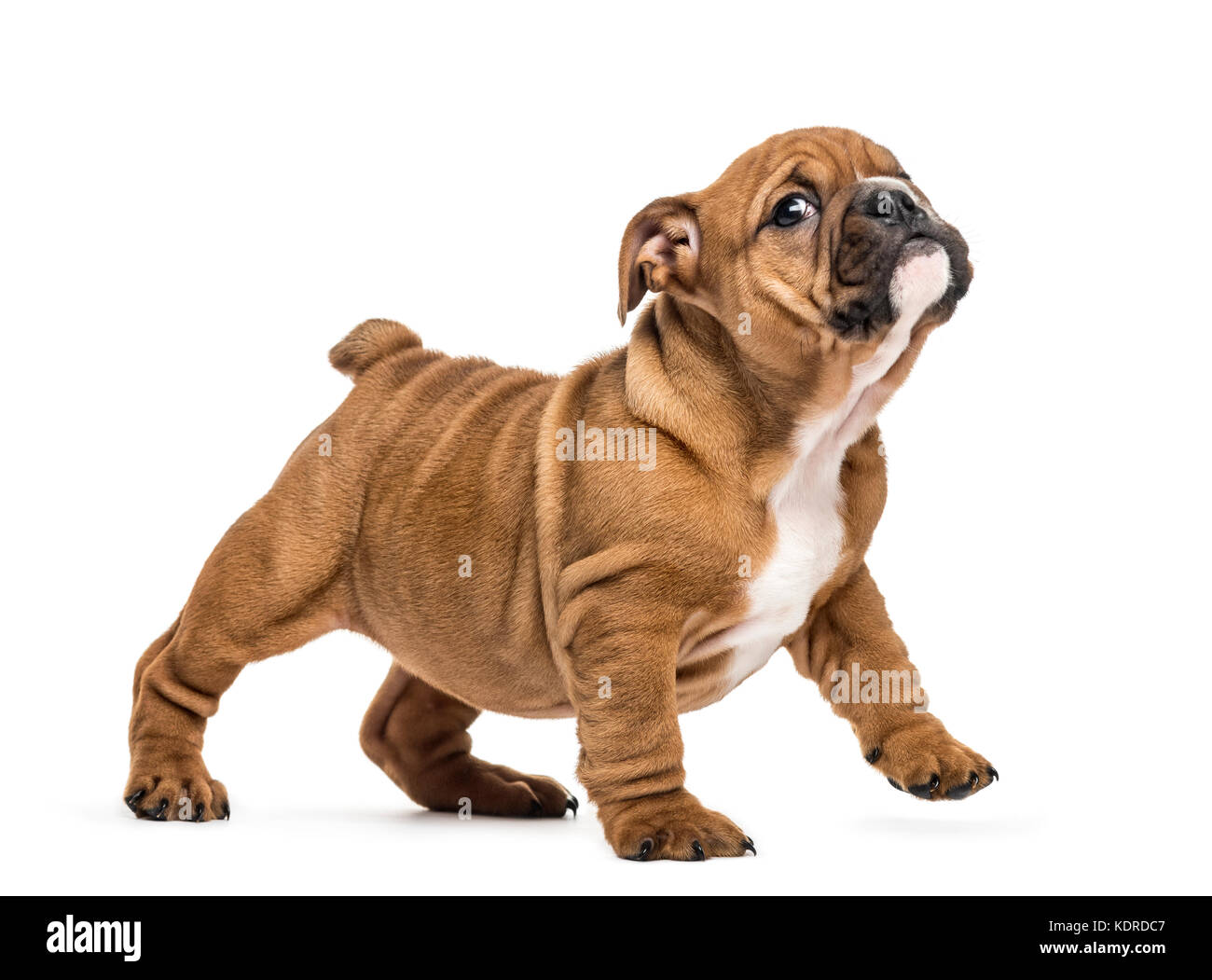 English bulldog puppy standing, isolated on white Stock Photo - Alamy