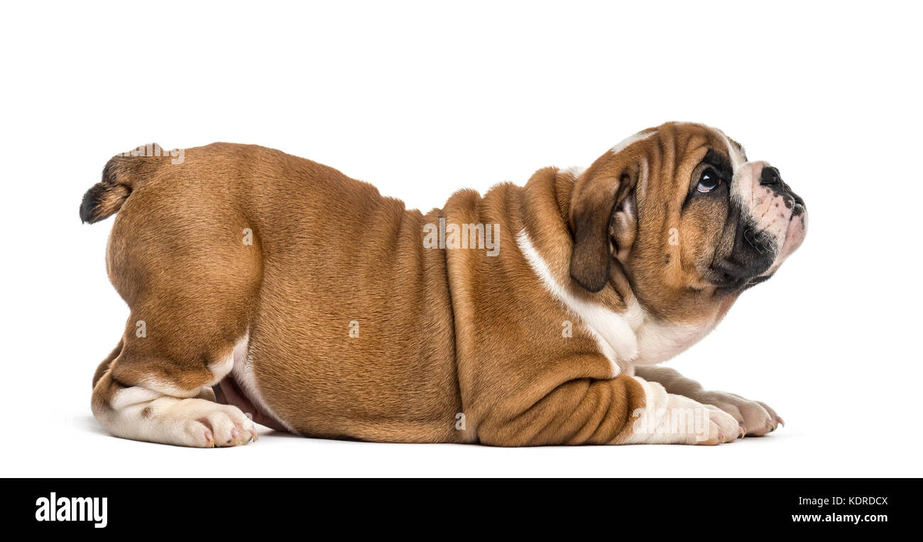 English bulldog puppy lying, looking up, isolated on white Stock Photo ...