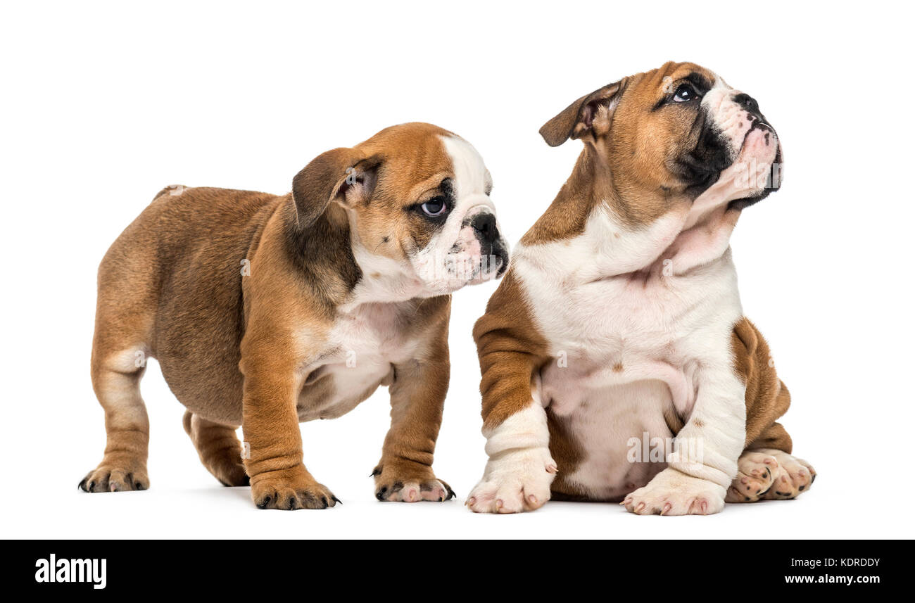 English bulldog puppy playing hi-res stock photography and images - Alamy