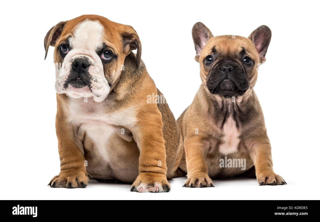 Bulldog puppies sitting, isolated on white Stock Photo - Alamy