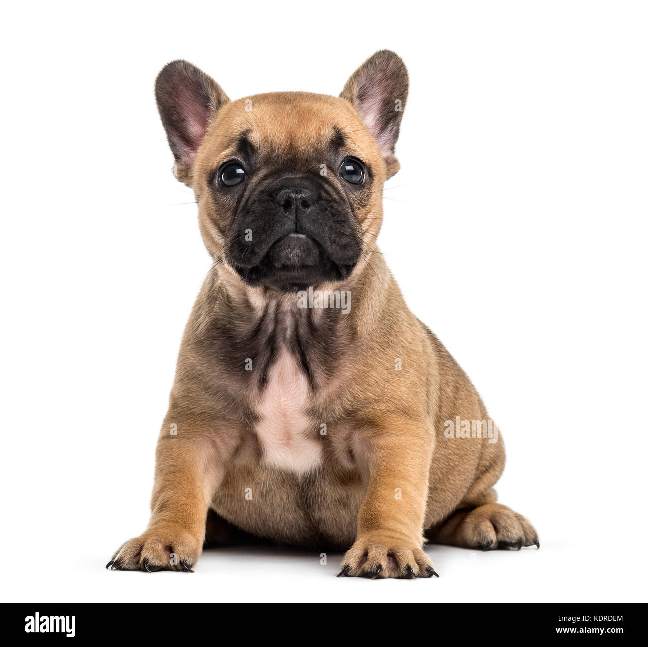 Bulldog camera hi-res stock photography and images - Alamy