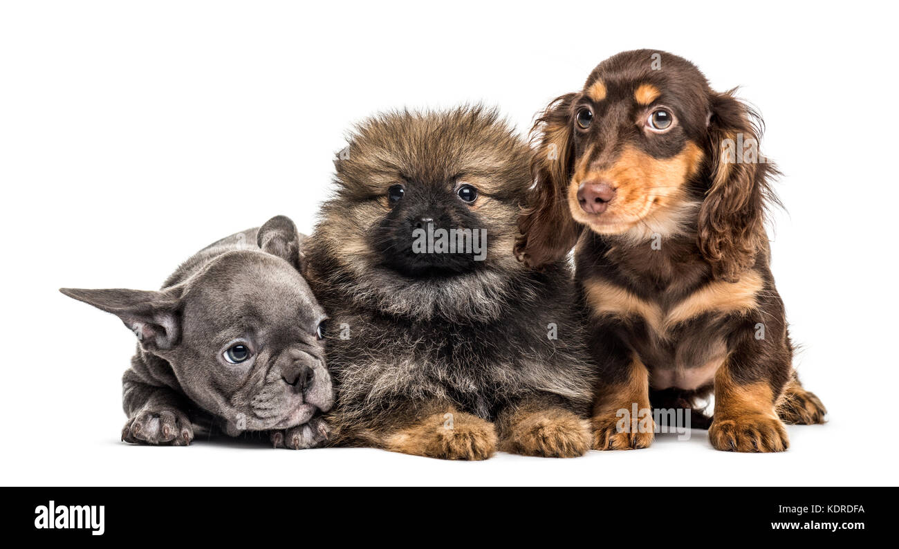 Three puppies side by side, isolated on white Stock Photo - Alamy