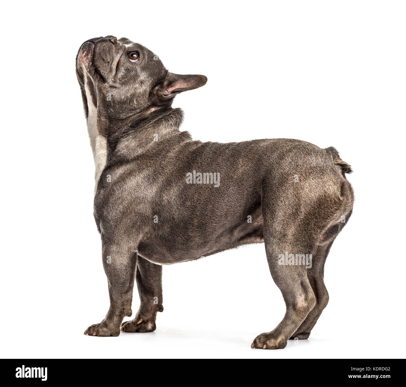 French bulldog looking up, isolated on white Stock Photo - Alamy