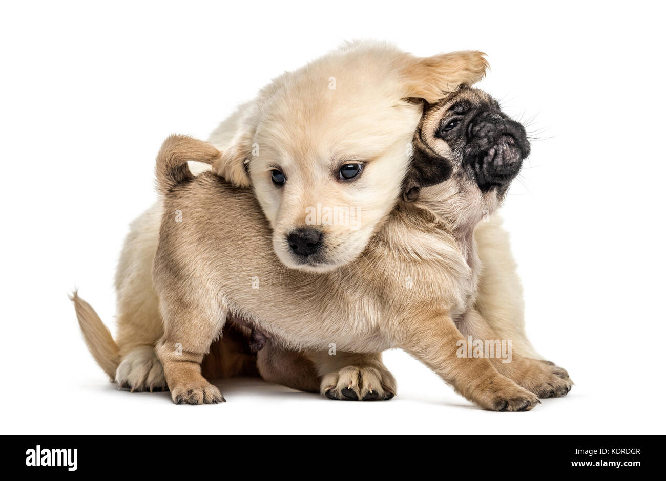 Puppies Playing Together Puppies Playing And Having Fun
