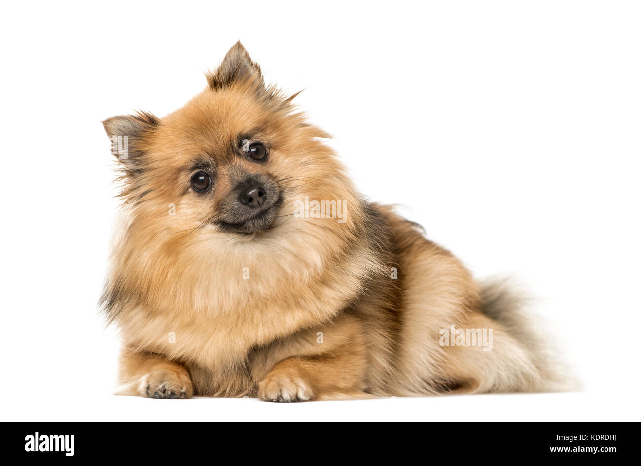 German Spitz lying, isolated on white Stock Photo - Alamy