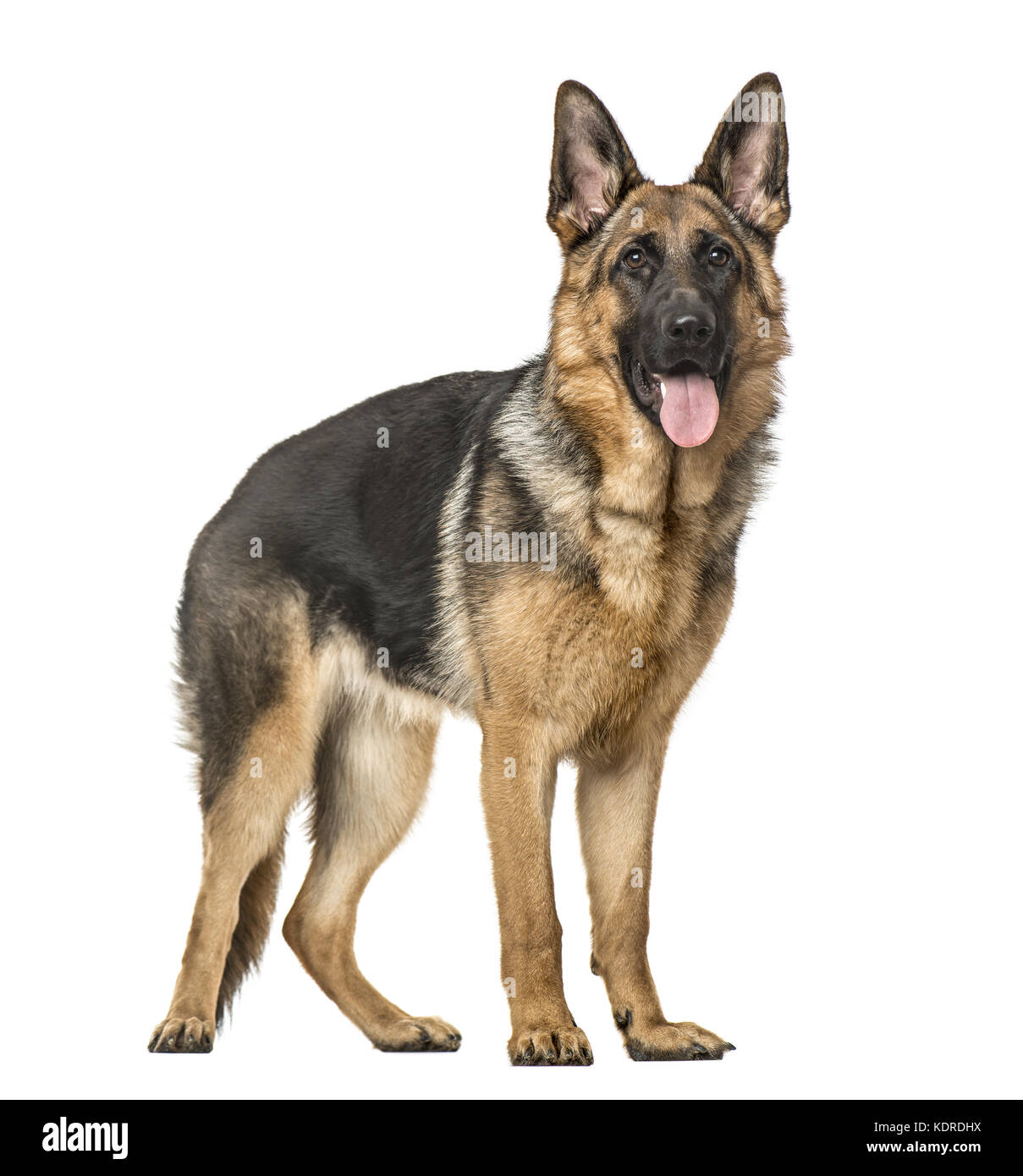 German Shepherd Dog standing and panting, isolated on white Stock Photo ...